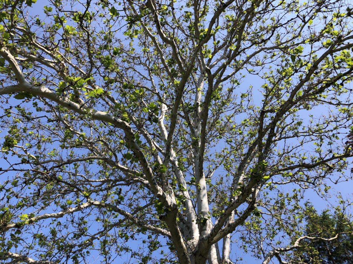 Fungal disease affecting trees throughout Ogden, Northern Utah | News ...